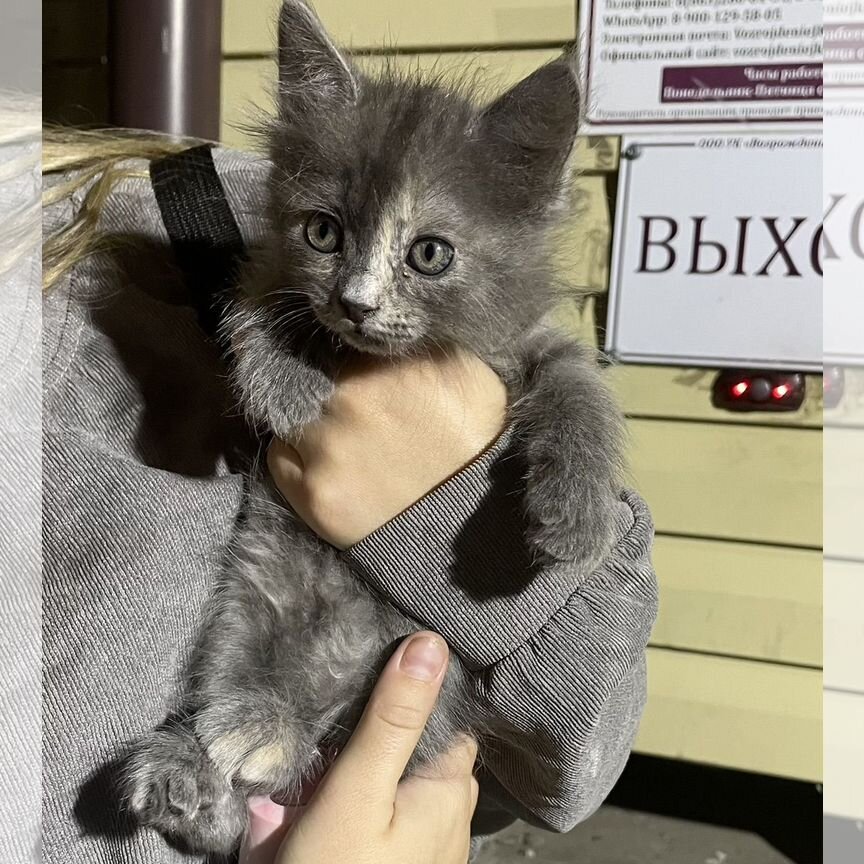 Кошечка