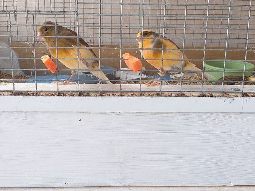 Птицы канарейки кенара щеглы чижи