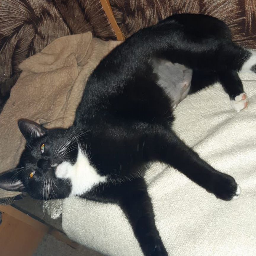 Стерилизованная кошечка