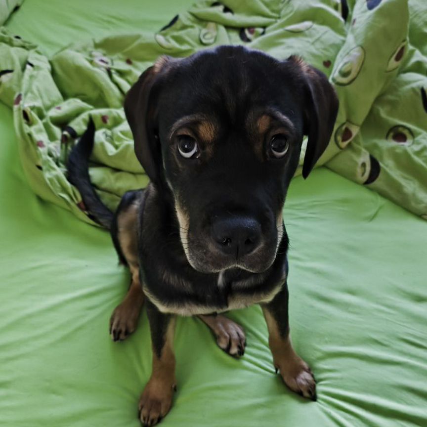 Щенок в добрые руки