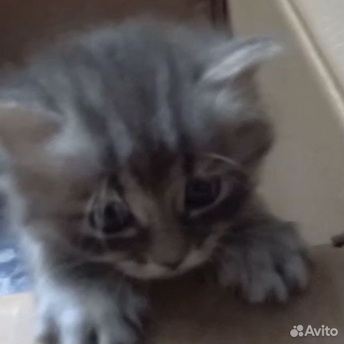 Котята 1 мес