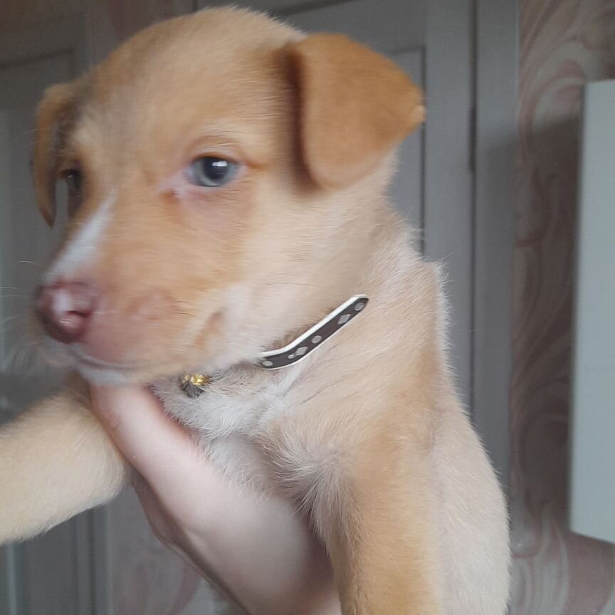 Отдам малышку в любящие руки