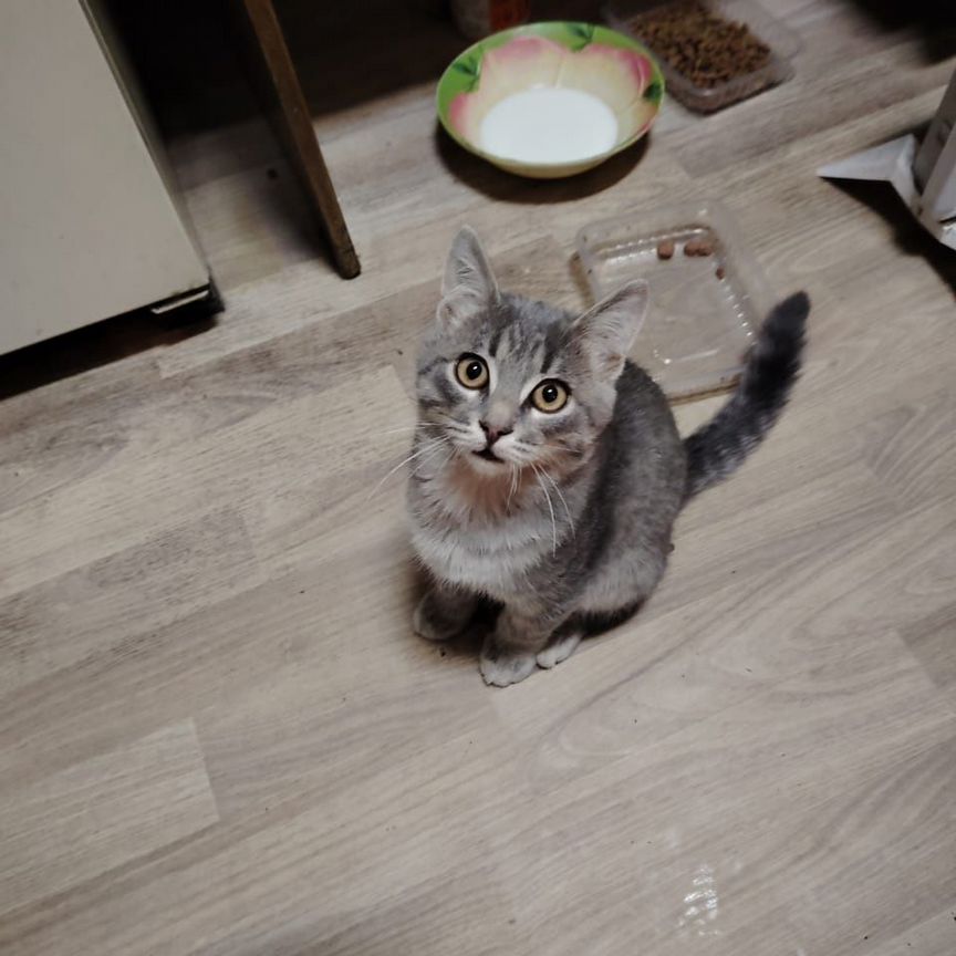 Мальчик котёнок