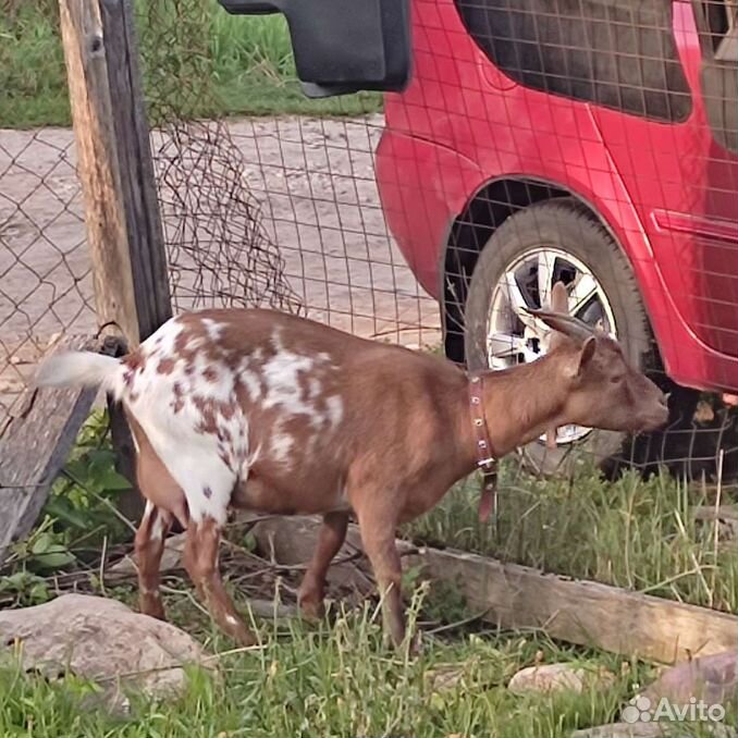 Кофейная козочка