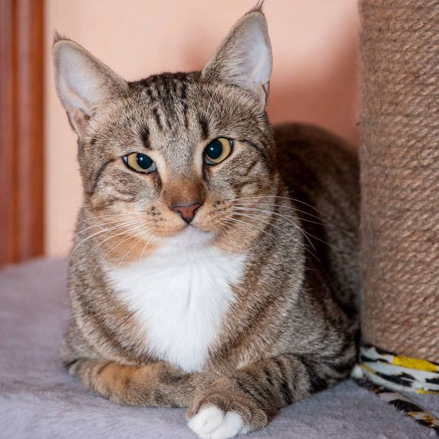 Харизматичный котик косенькие глазки в дар беспл