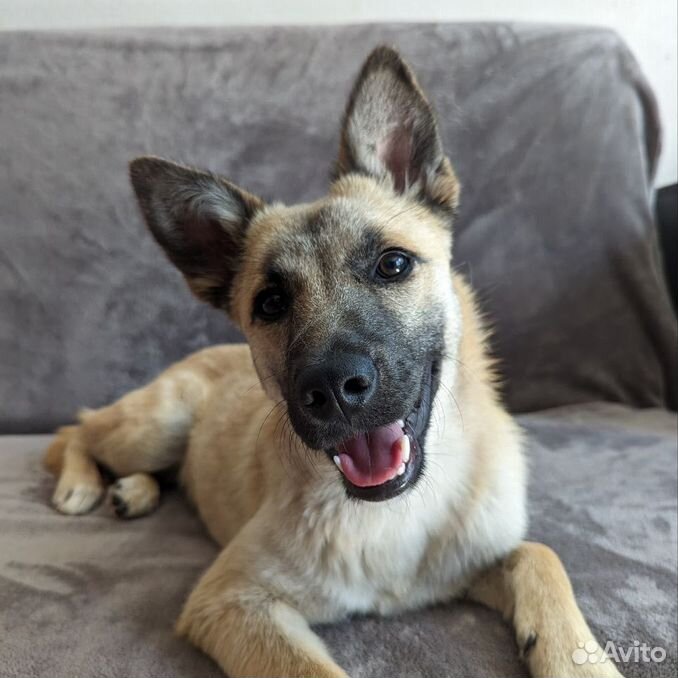 Ума ищет дом