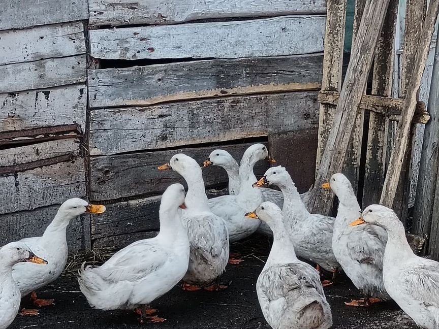 Пекинская утка и утак