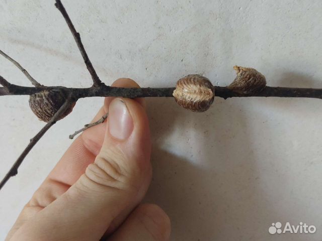 Отеки богомола