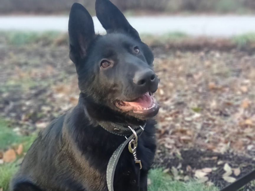 Немецкая овчарка