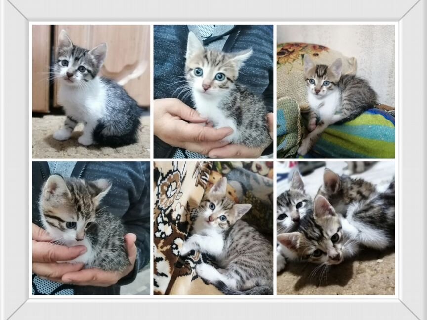 Котята в добрые руки