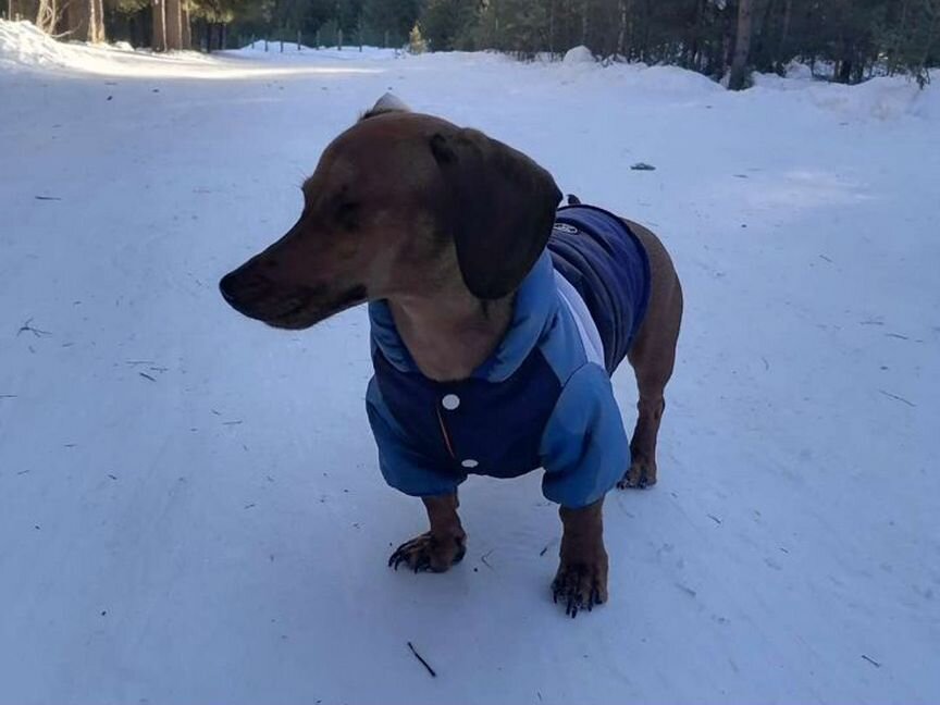 Такса вязка