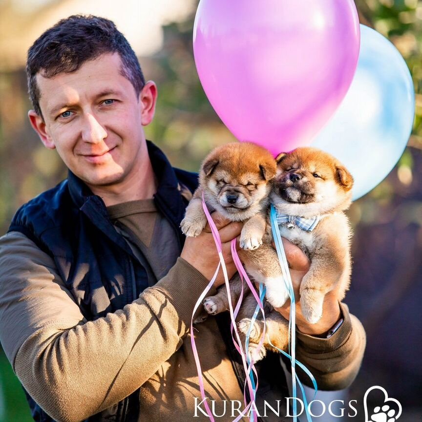 Три VIP щенка Сиба Для людей, которым важно качест