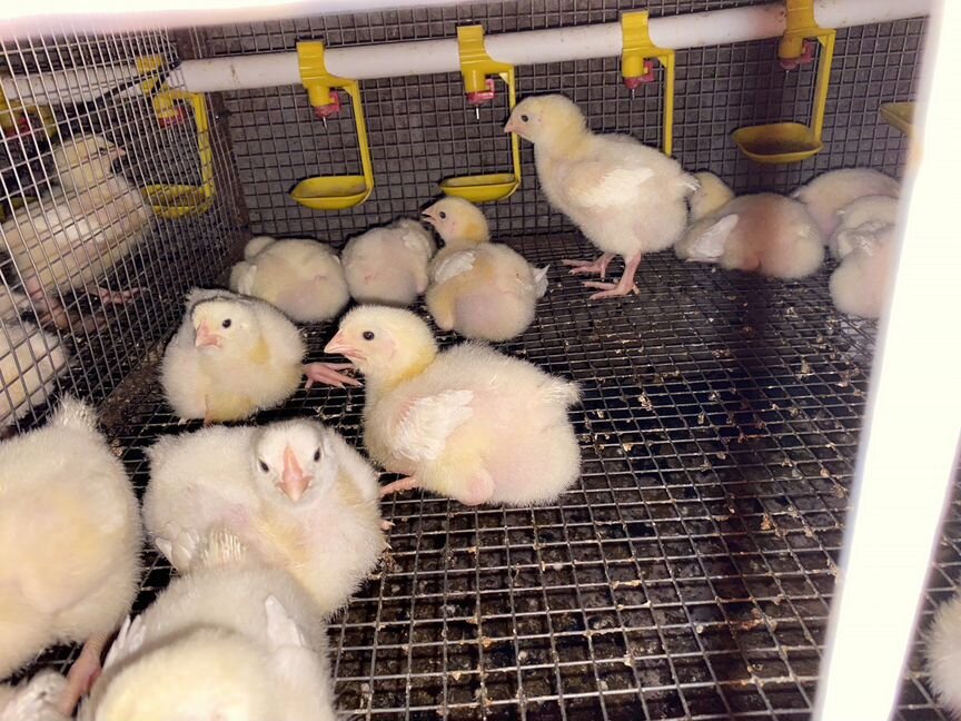Цыплята бройлеры
