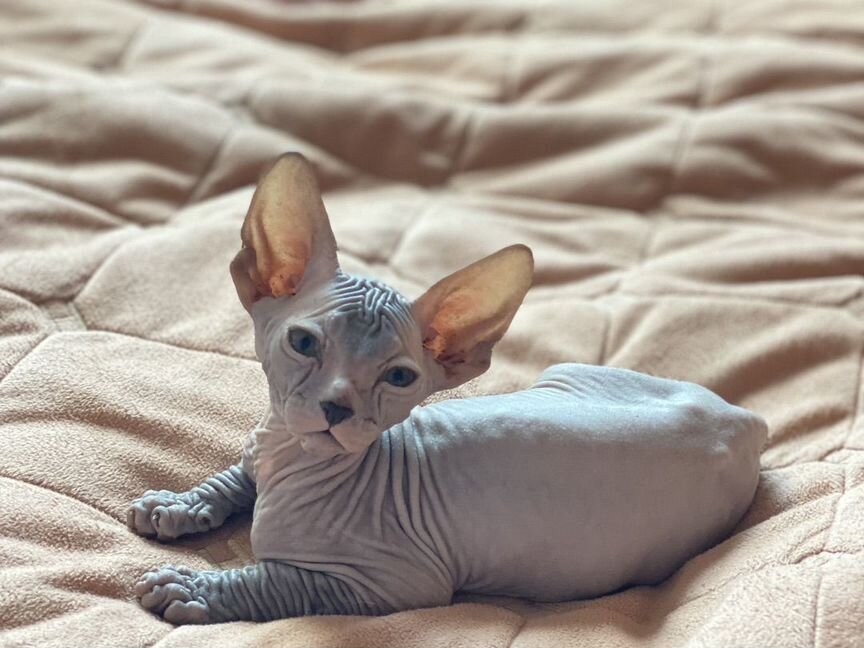 Канадский сфинкс котята