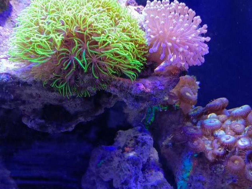 Продам кораллы