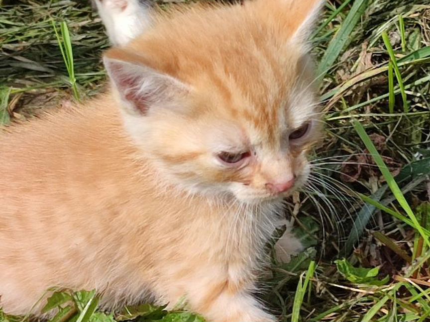 Кошка в дар бесплатно