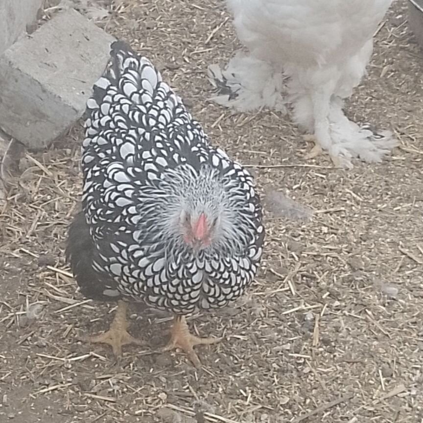 Молодые петухи. Виадонт, Брамо Колумбия, Кученские