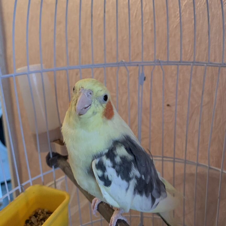Попугай Корелла в добрые руки