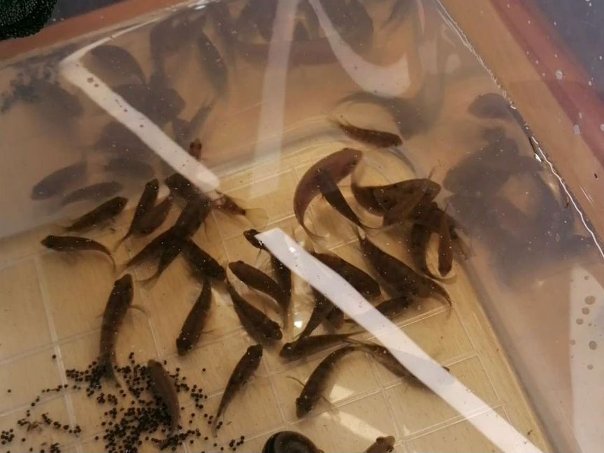 Рыбки цихлиды