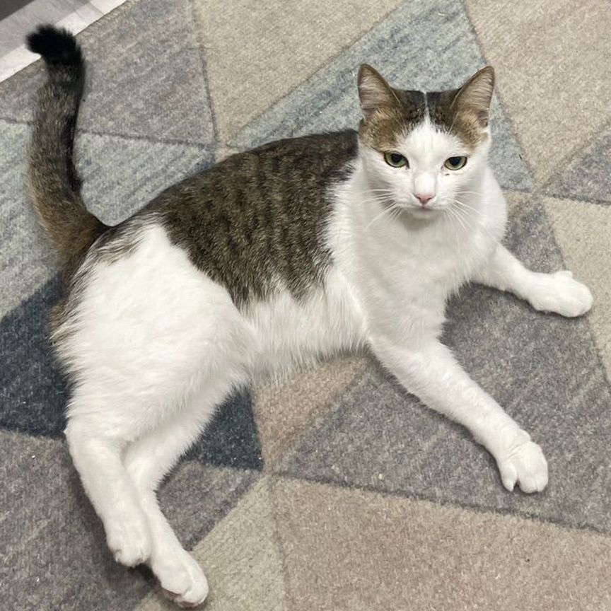 Взрослый кот в добрые руки