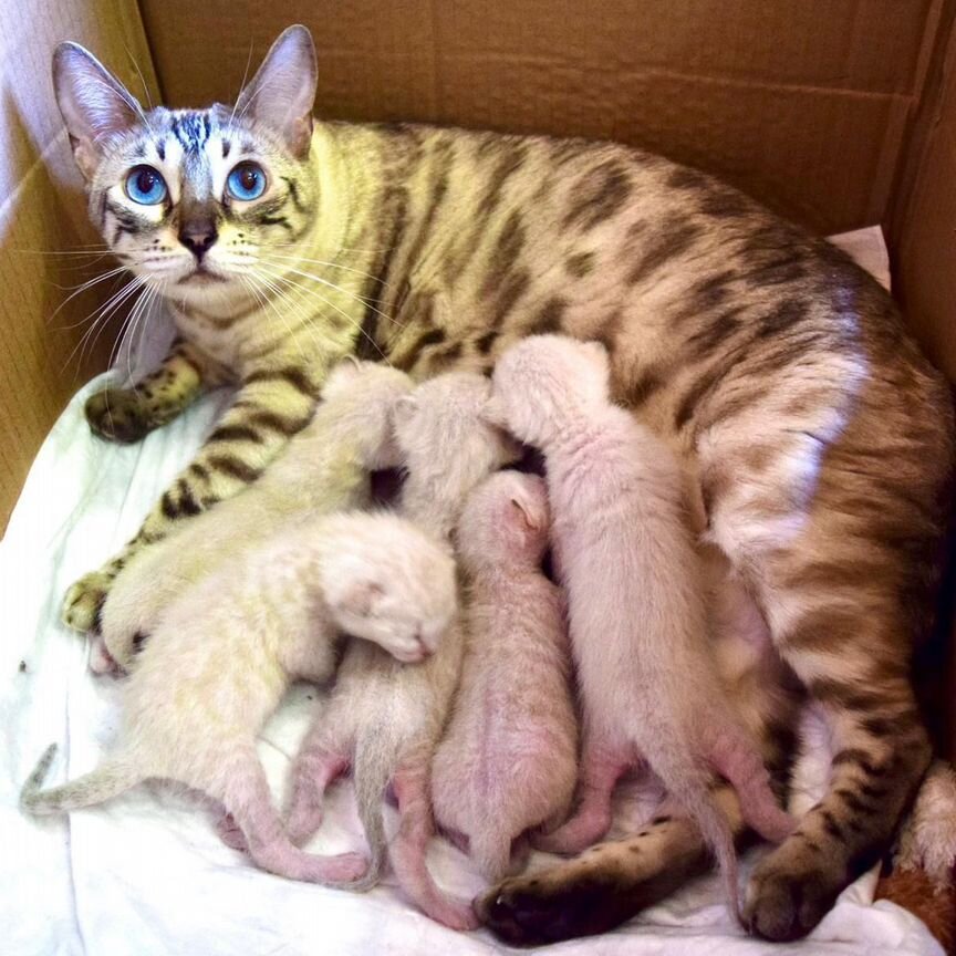 Снежные бенгалы