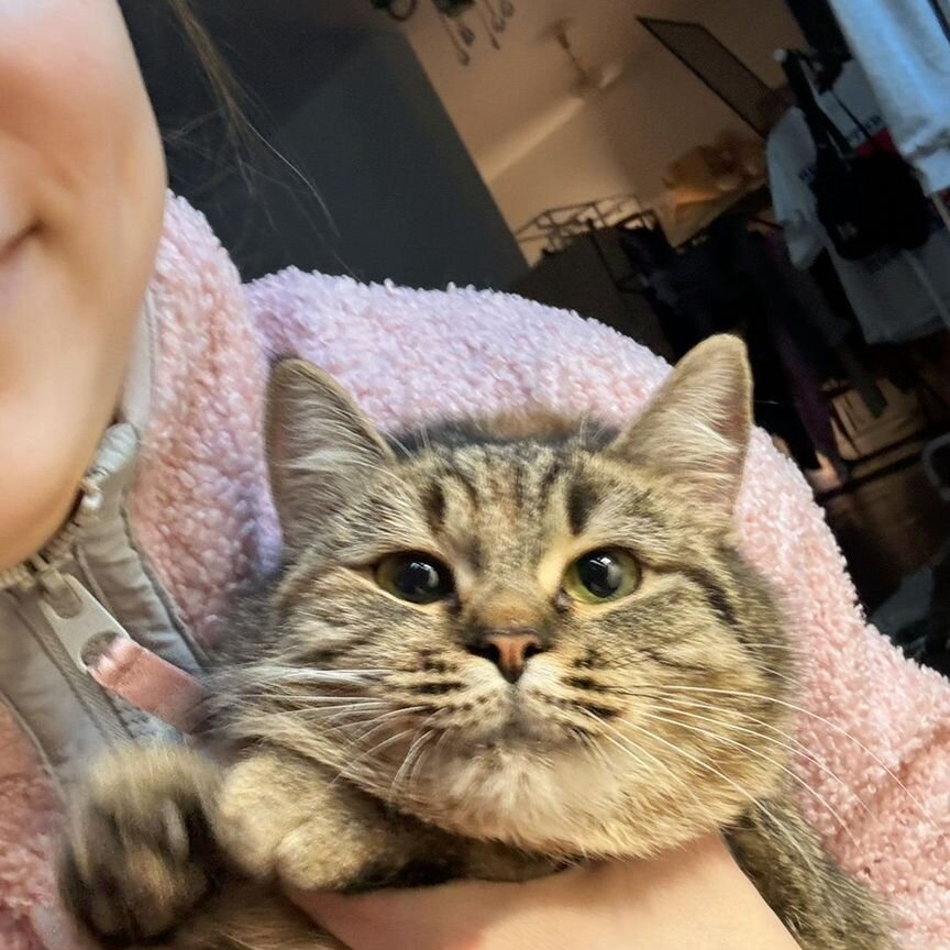 Отдам в добрые руки