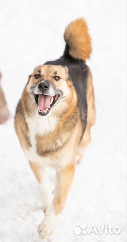 Воспитанный пёс Тёма ищет семью