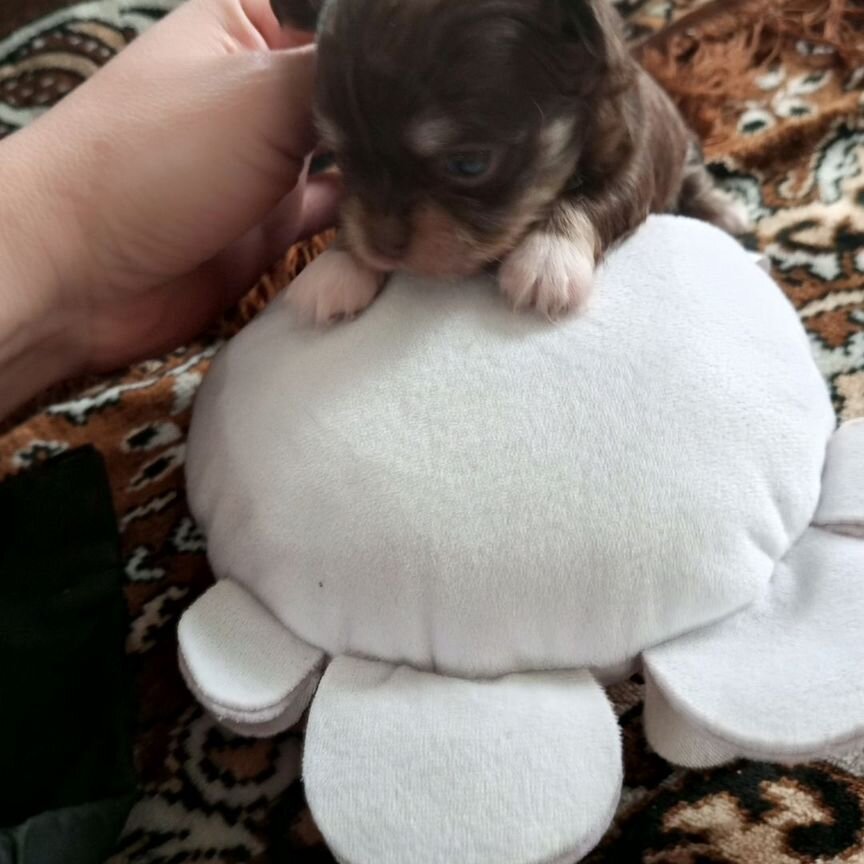 Шоколадный гном