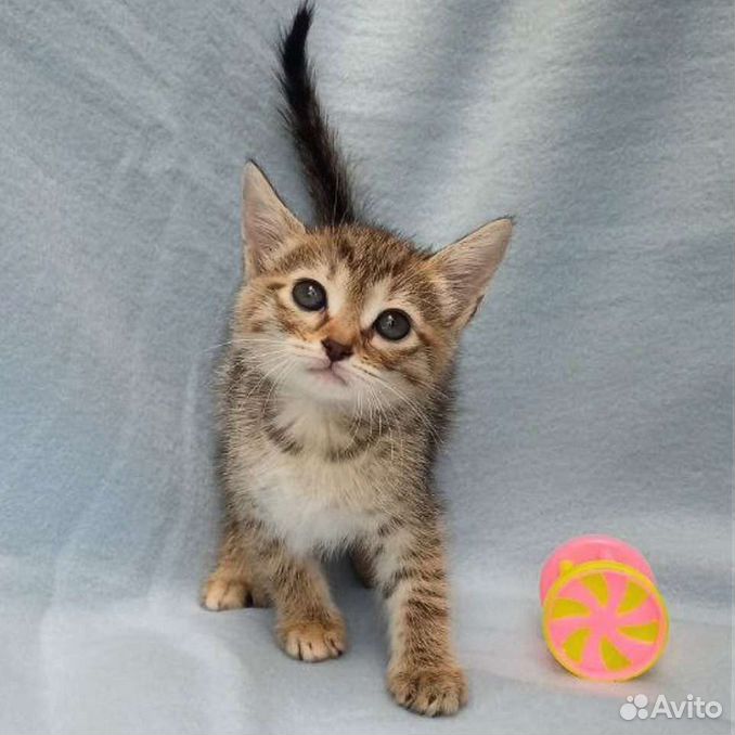 Милейшее создание ищет дом