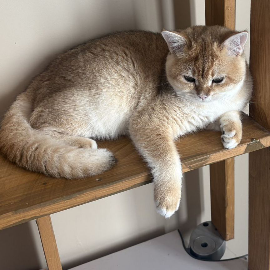 Британские котята