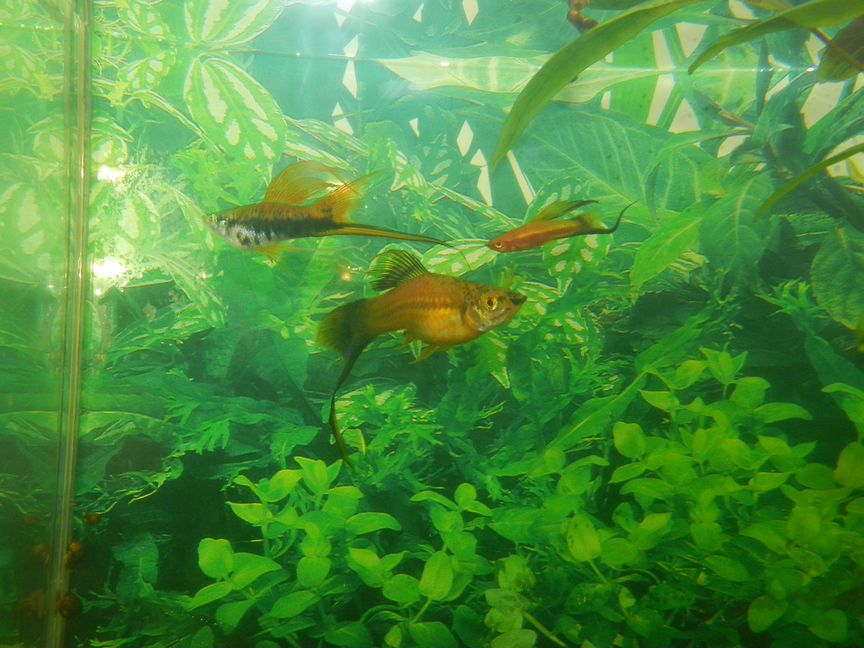 Вильчатые меченосцы