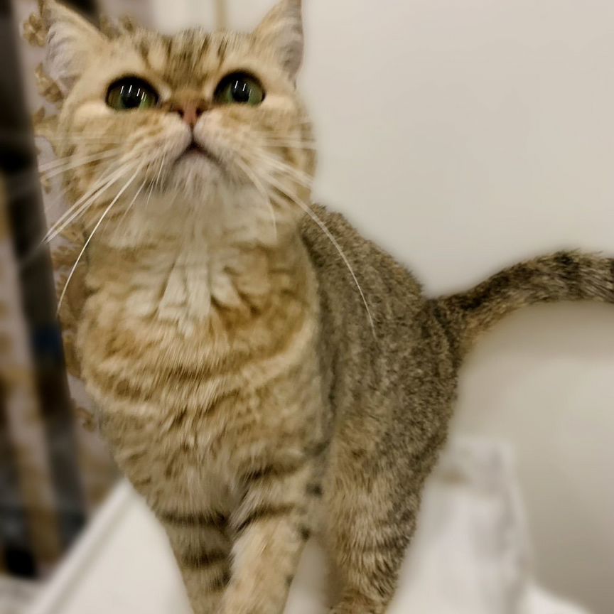 Взрослая кошечка