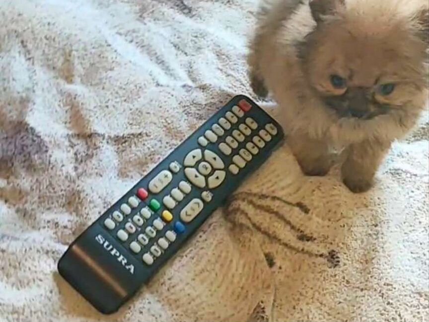 Померанская девочка мини