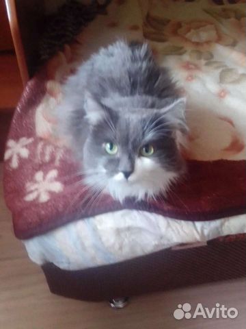 Котята отдам в добрые руки бесплатно