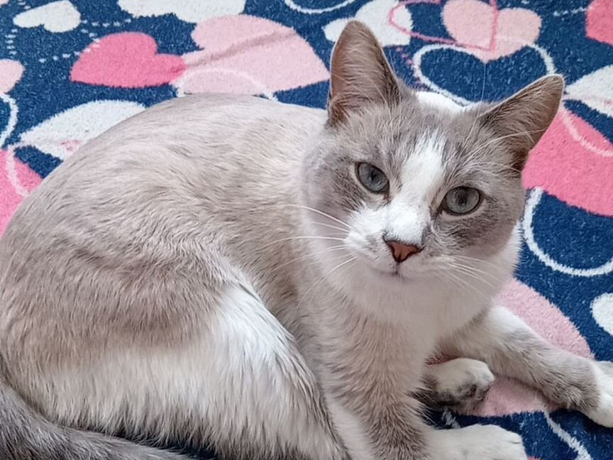 Фонотип тайского кота