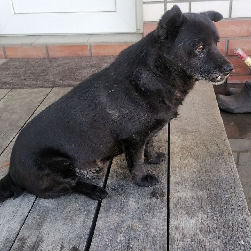 Отдам в хорошие руки собаку