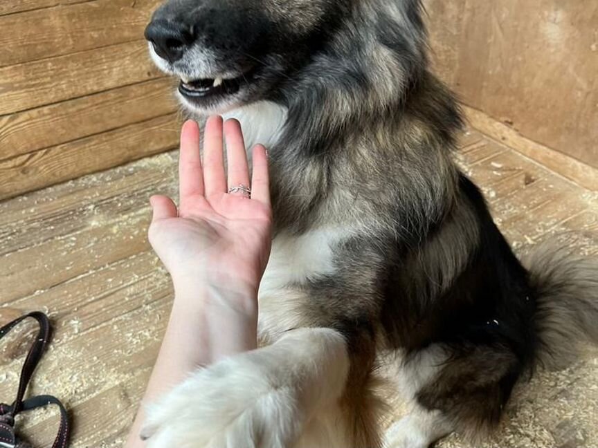 Метис хаски