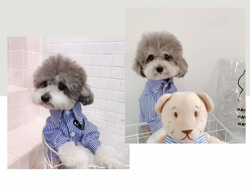 Рубашка для питомца