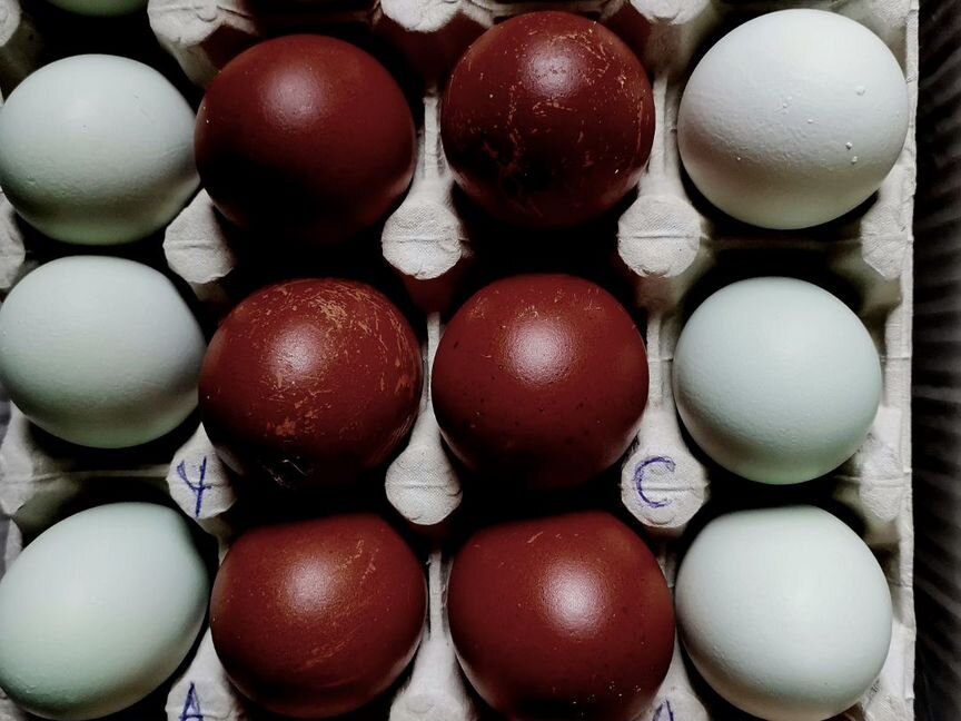 Яйца на инкубацию