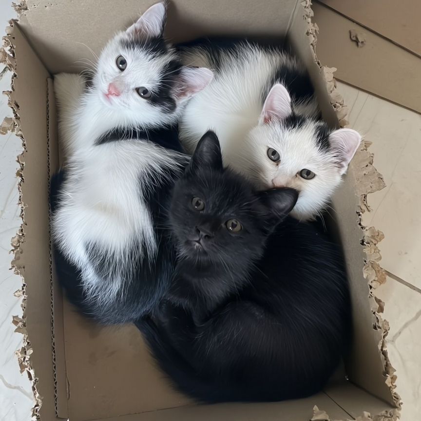 Котята в добрые руки, к лотку приучены