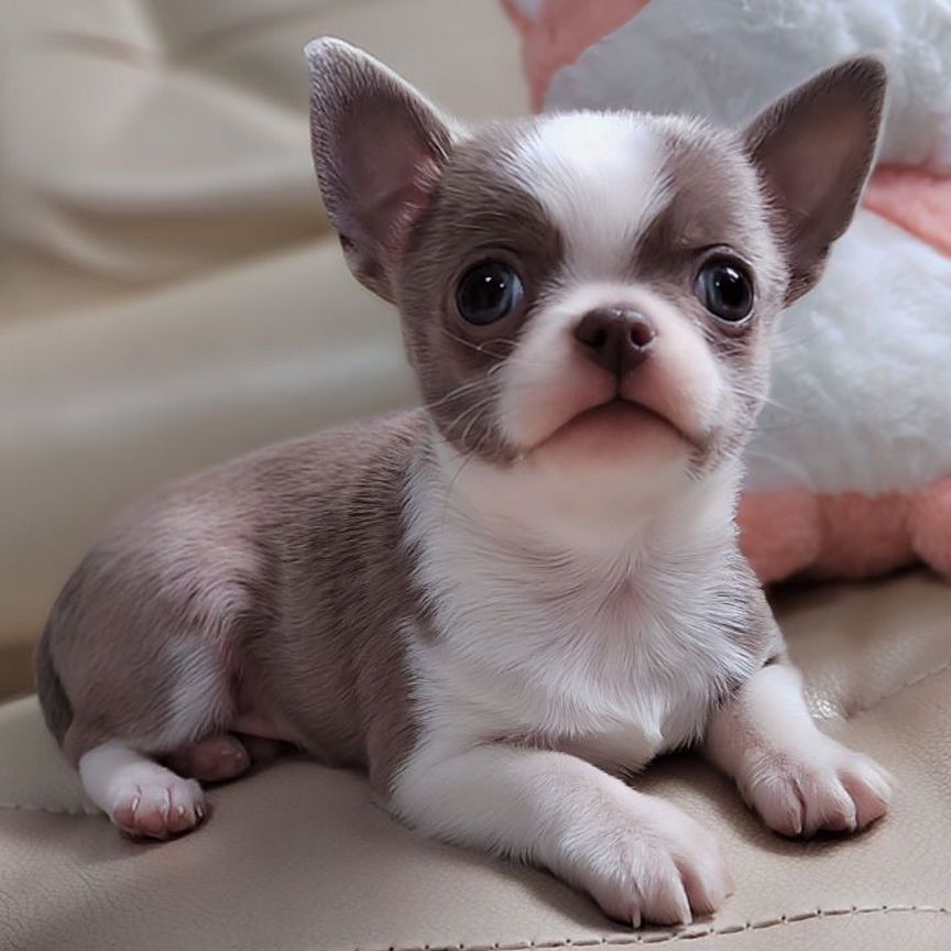 Чихуахуа, щенок