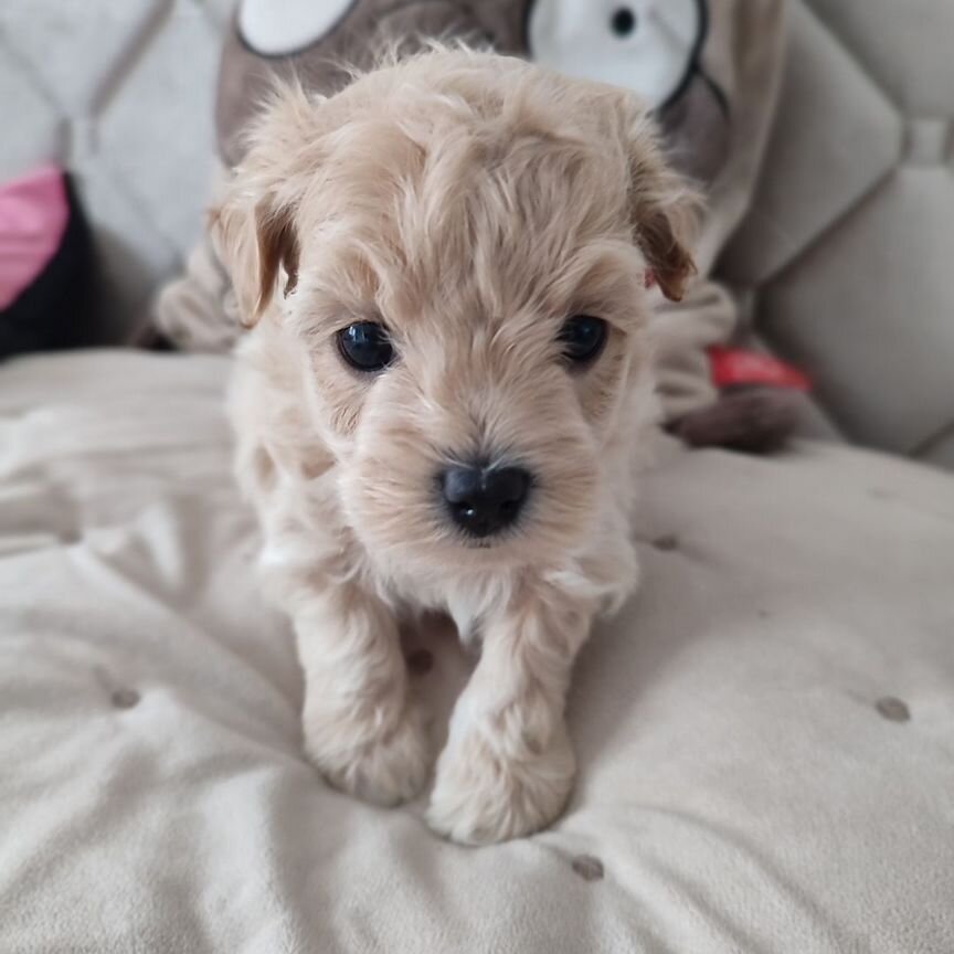 Карамель Maltipoo premium F1