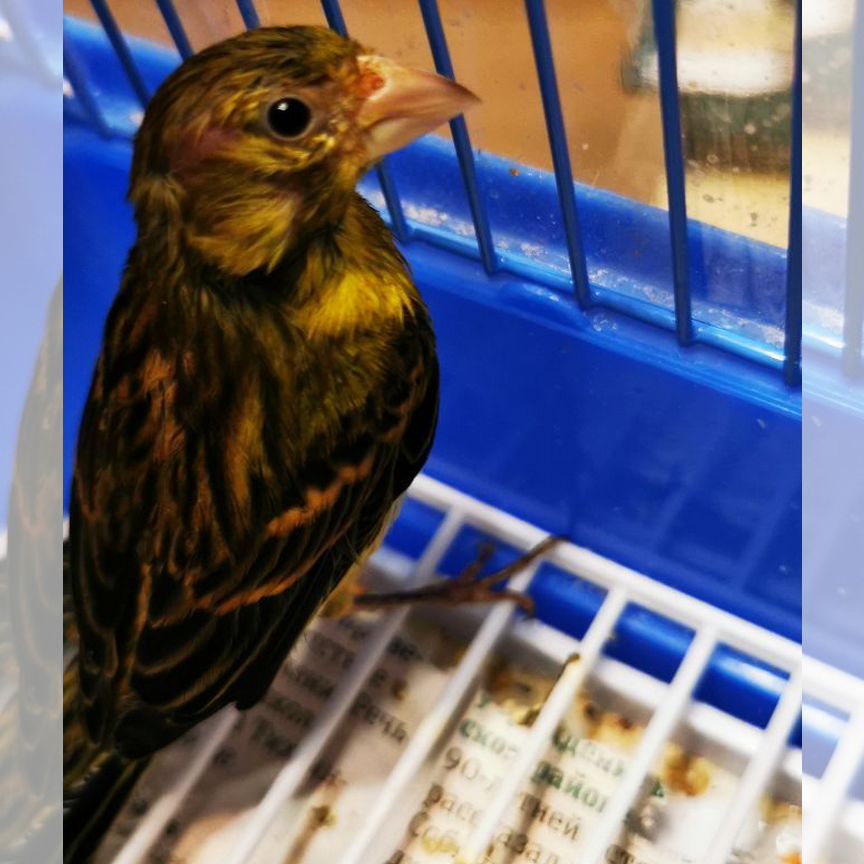 Кенар и канарейка