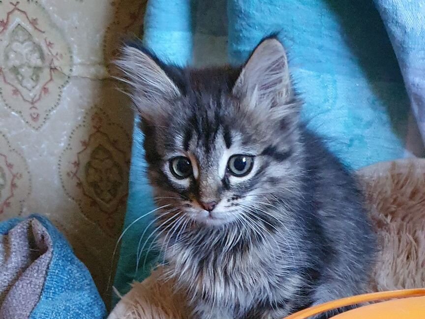 Кошечка 2 мес