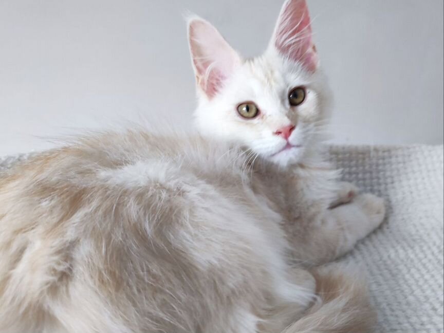 Мейн-кун кошечка 3 месяца высокое серебро