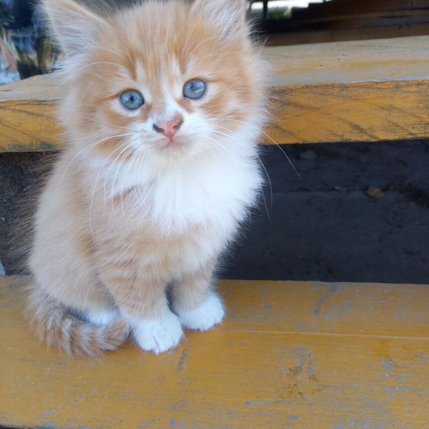 Отдам кошечку в хорошие руки