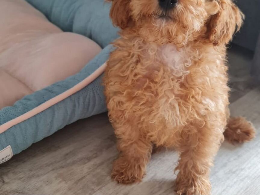 Мальтипу ф1 мальчик