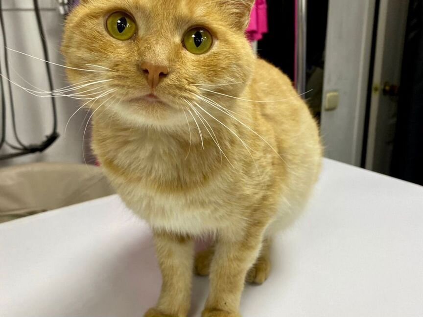 Котик Рыжик в дар