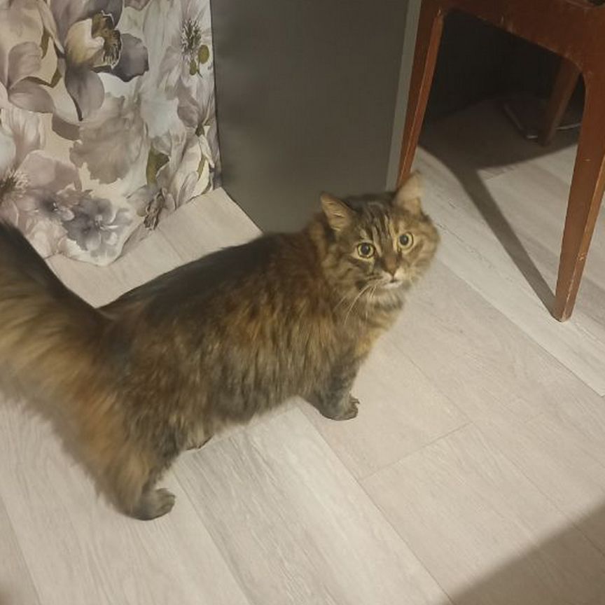 Сибирская, взрослая кошка