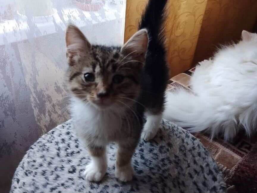 Котенок в добрые руки